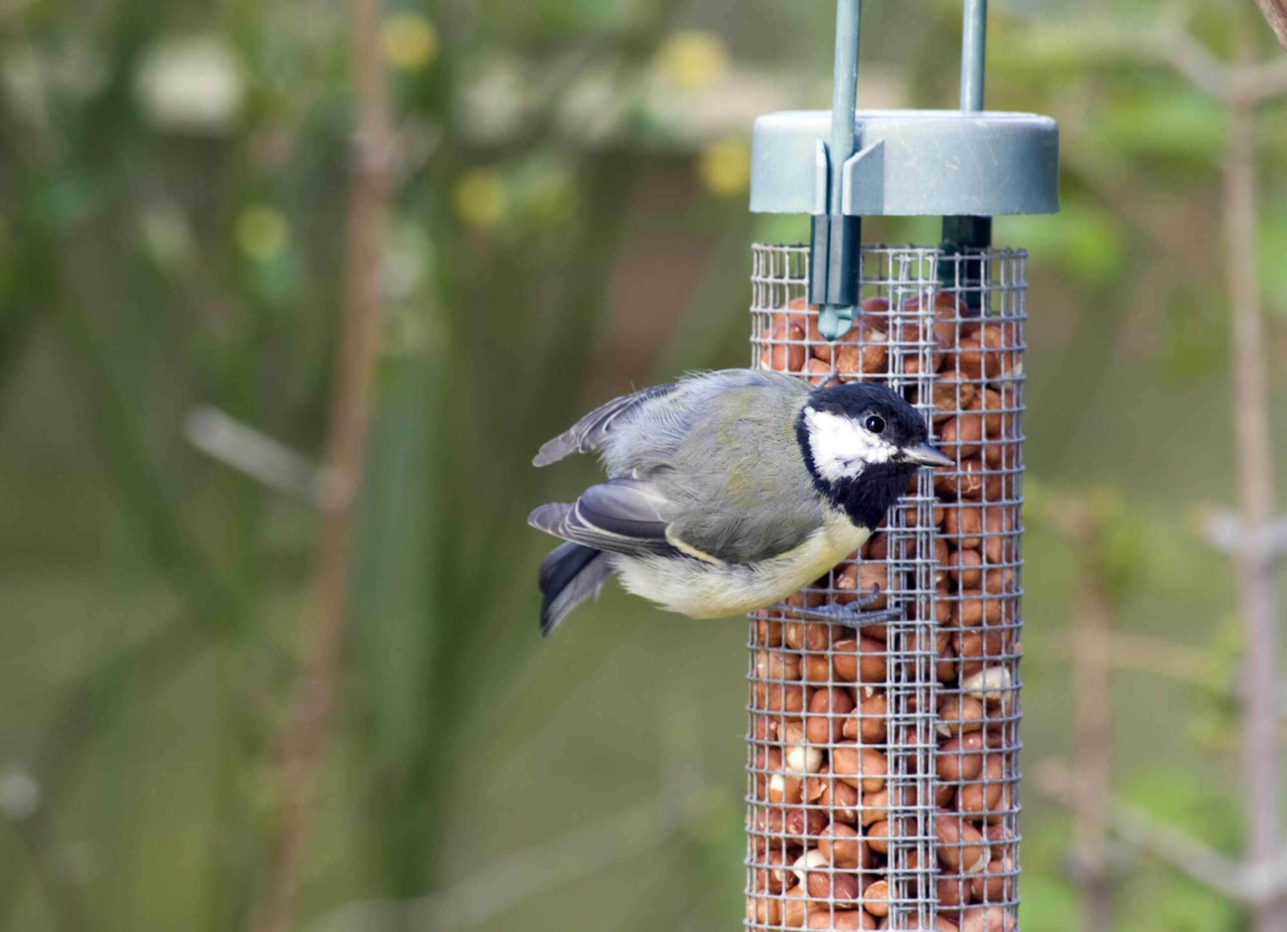 Bird-Feeding Month (February, 2021) | Days Of The Year