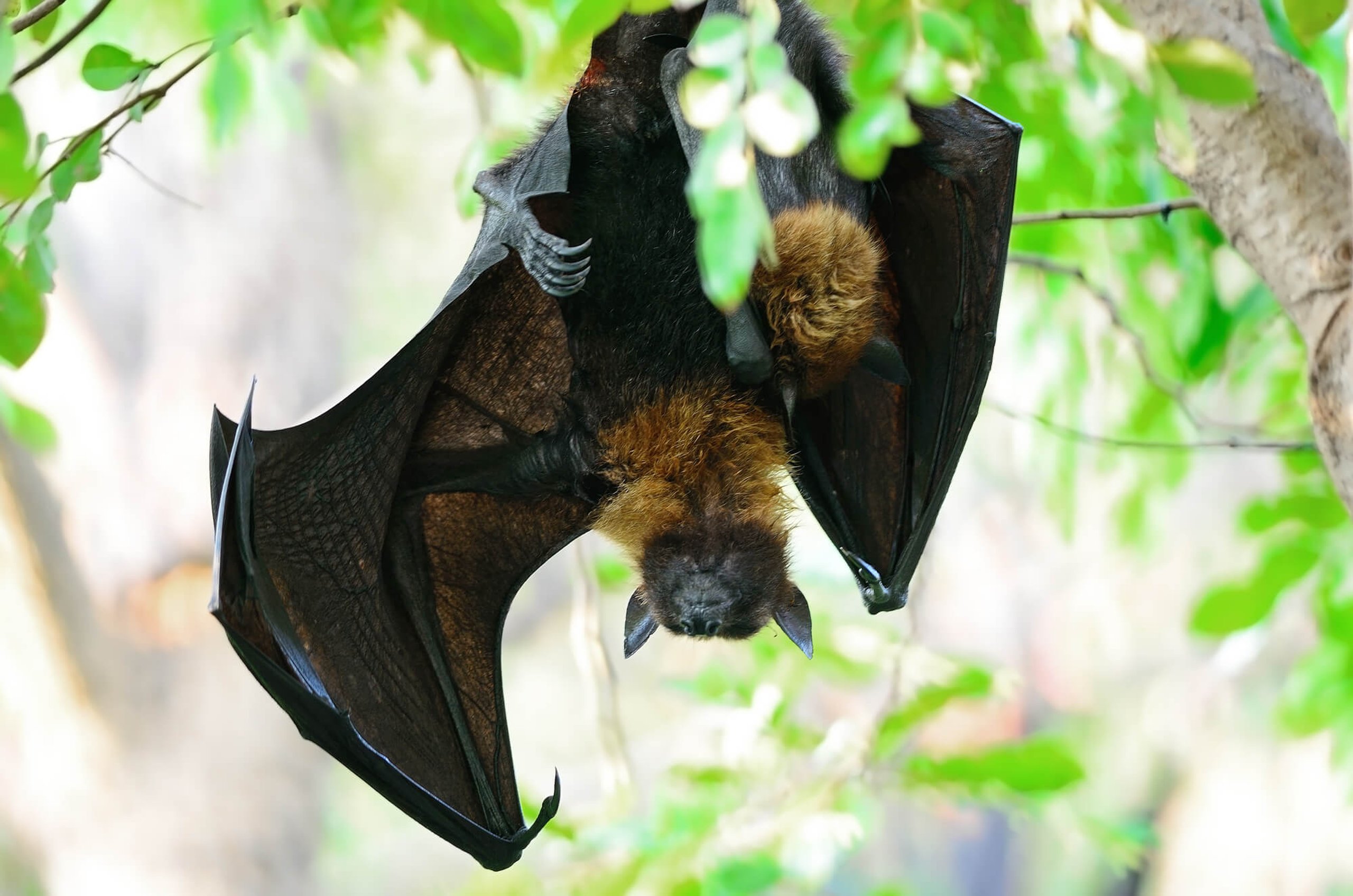 International Bat Night (27th August) | Days Of The Year
