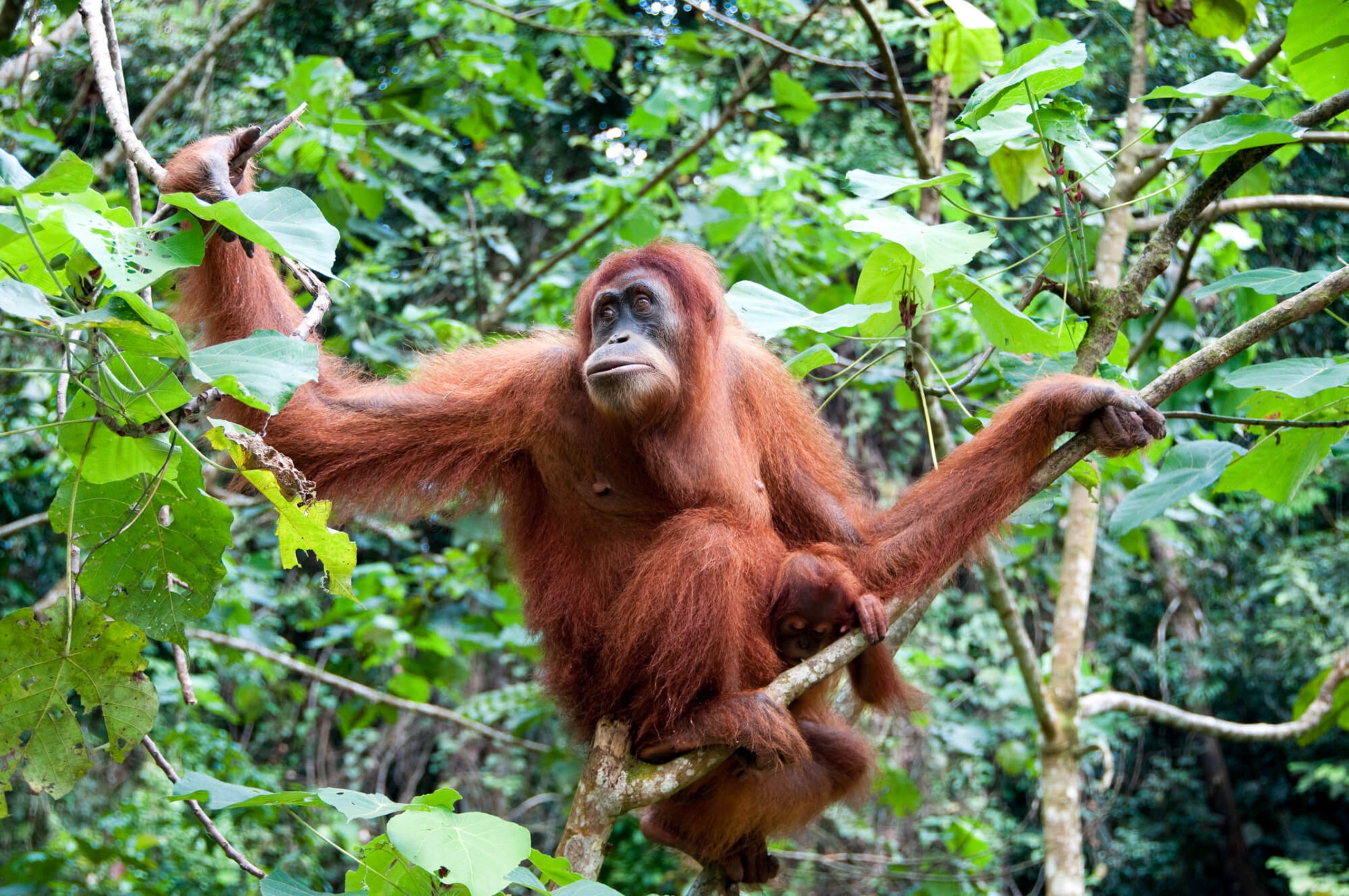 International Orangutan Day (19th August) | Days Of The Year