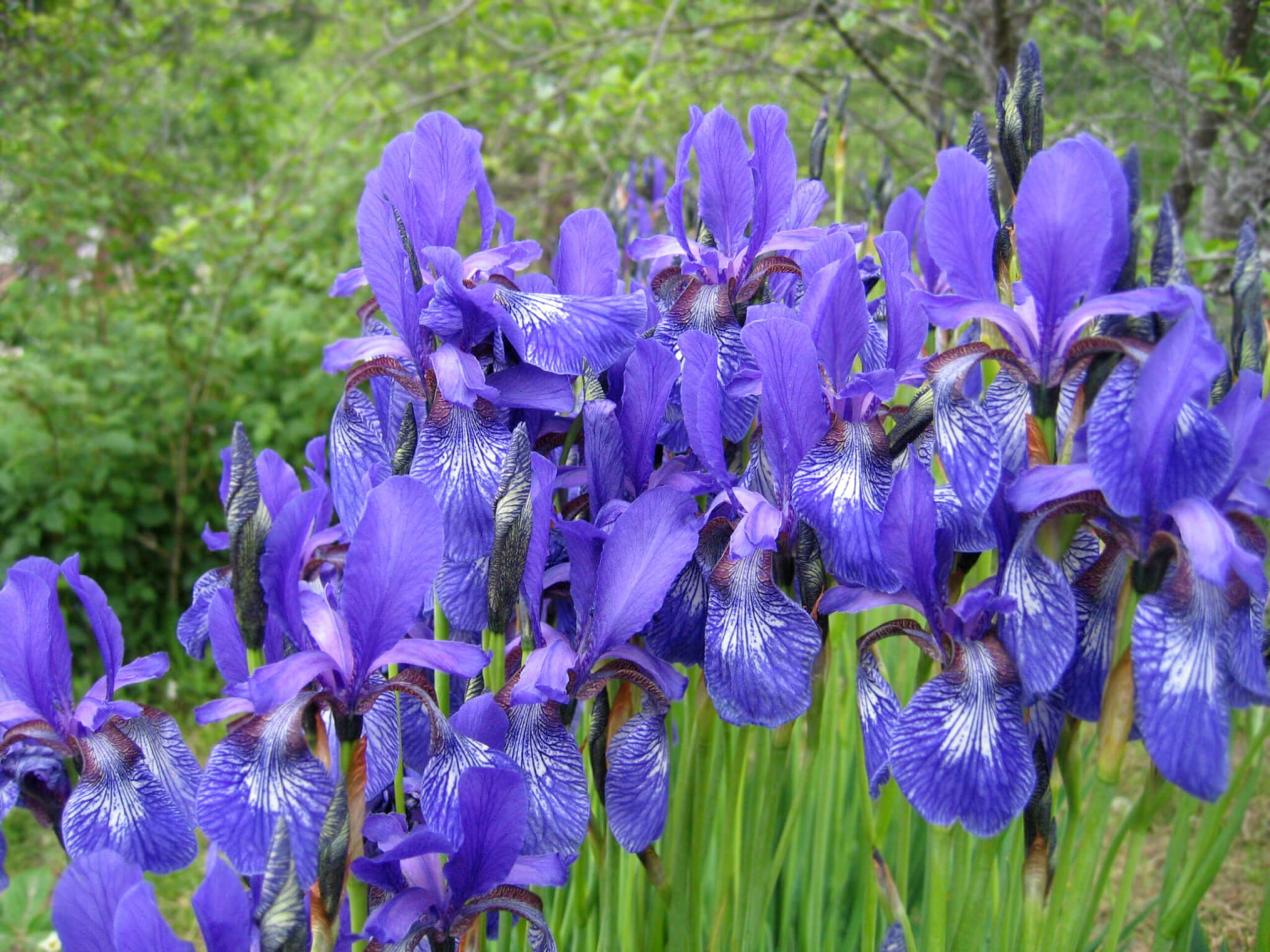 Iris Day (8th May) | Days Of The Year