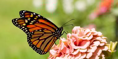 Western Monarch Day (5th February) | Days Of The Year