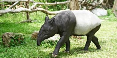 World Tapir Day (27th April) | Days Of The Year