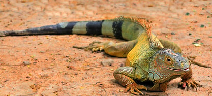 Iguana Awareness Day (8th September) | Days Of The Year