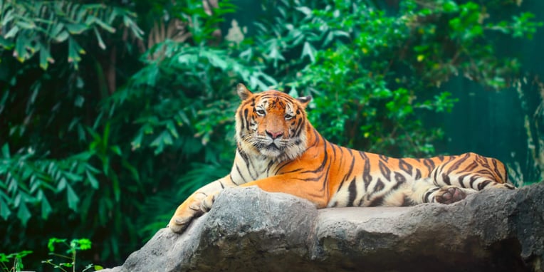 International Tiger Day – Days Of The Year (29th July)