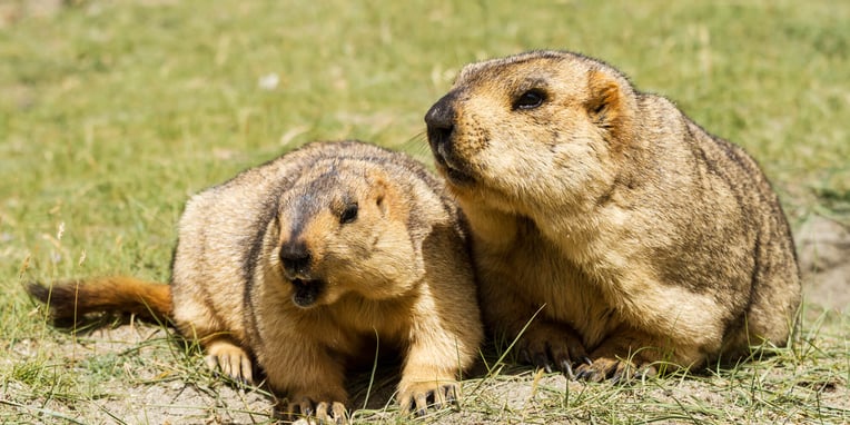 Marmot Day (2nd February) | Days Of The Year