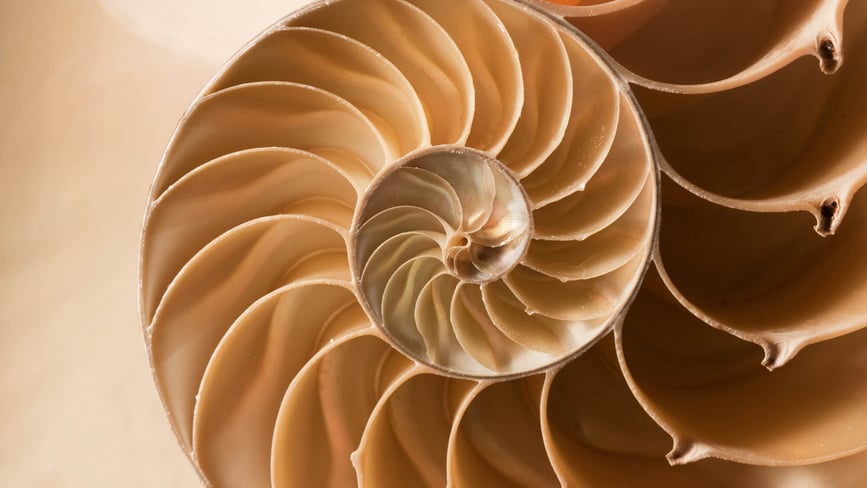 Fibonacci Day (23rd November) | Days Of The Year