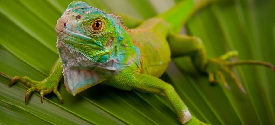 Reptile Awareness Day (21st October) | Days Of The Year