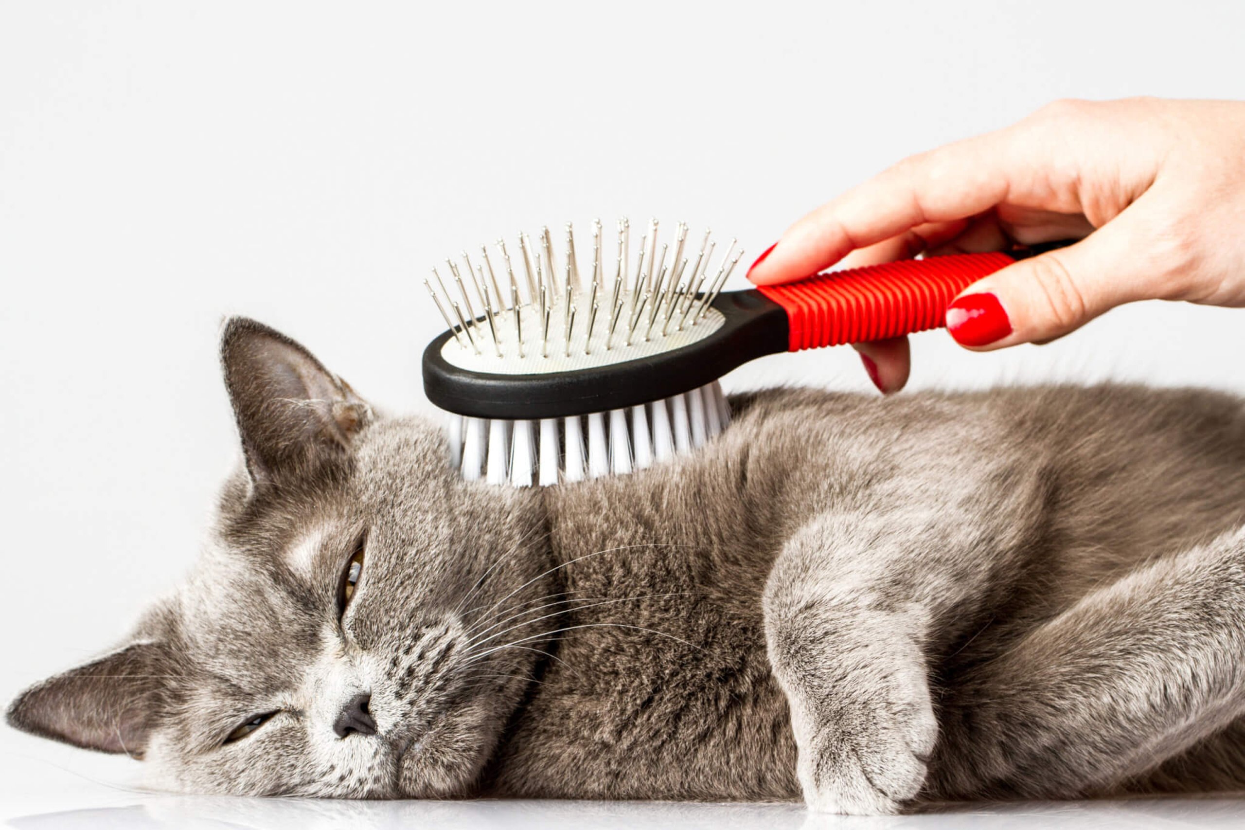 Hairball Awareness Day (30th April, 2021) | Days Of The Year
