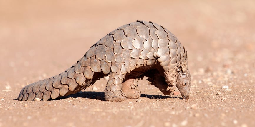 Pangolin Day | Days Of The Year