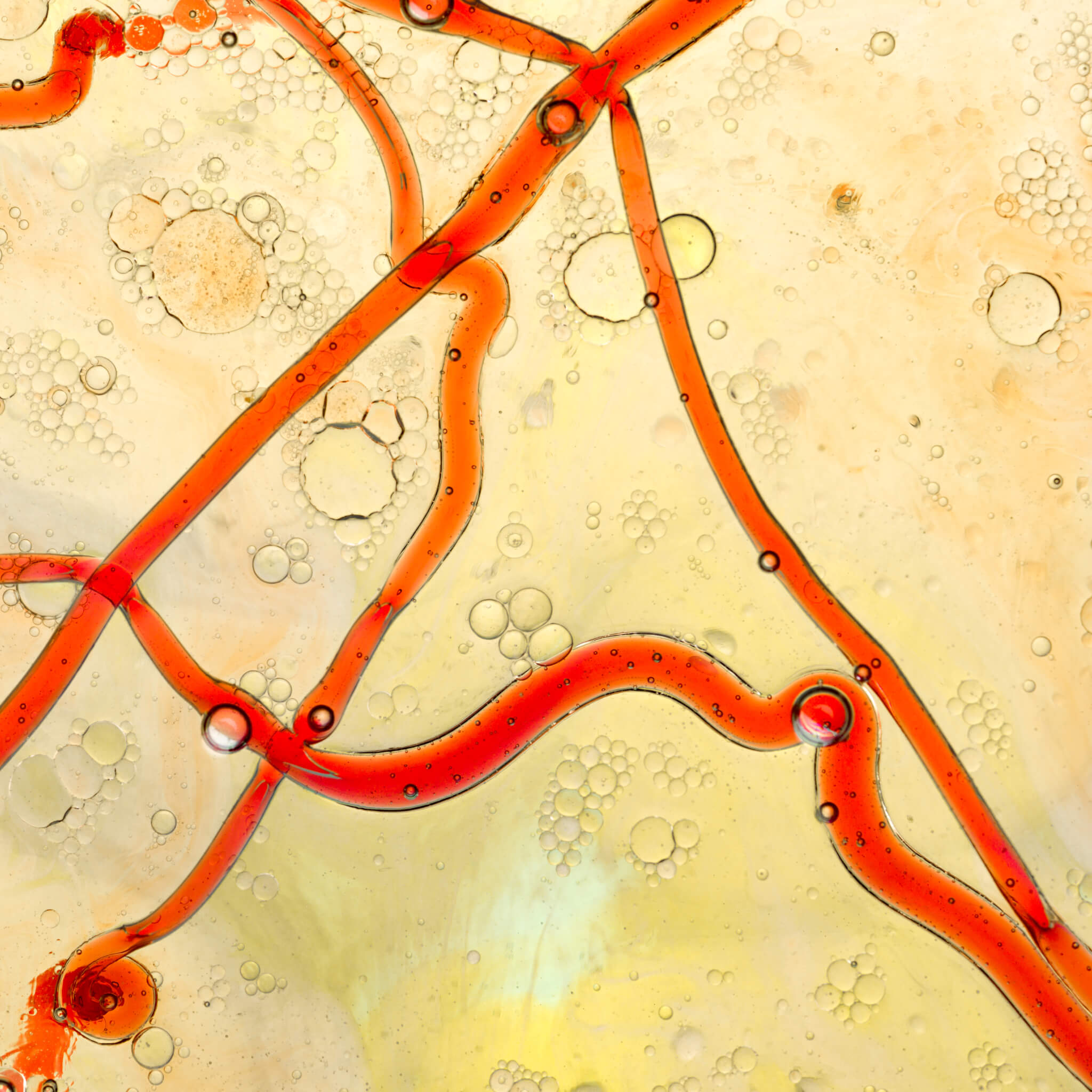 Raspberry Day (September 20th, 2024) | Days Of The Year