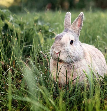 International Rabbit Day® | Days Of The Year