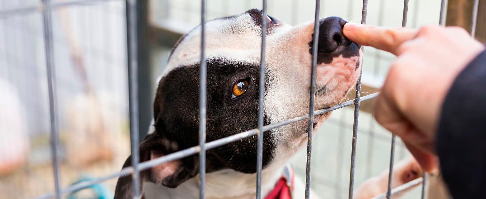 Adopt a Shelter Dog Month (October 2024) | Days Of The Year Adopt a Shelter Dog Month (October 2024) | Days Of The Year