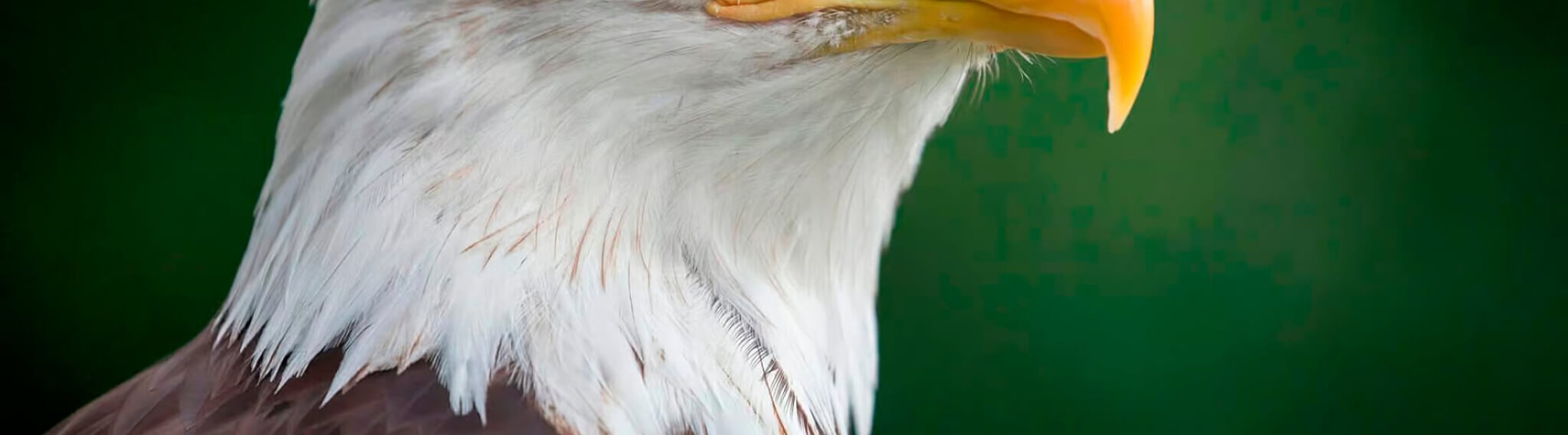 National Save the Eagles Day | Days Of The Year