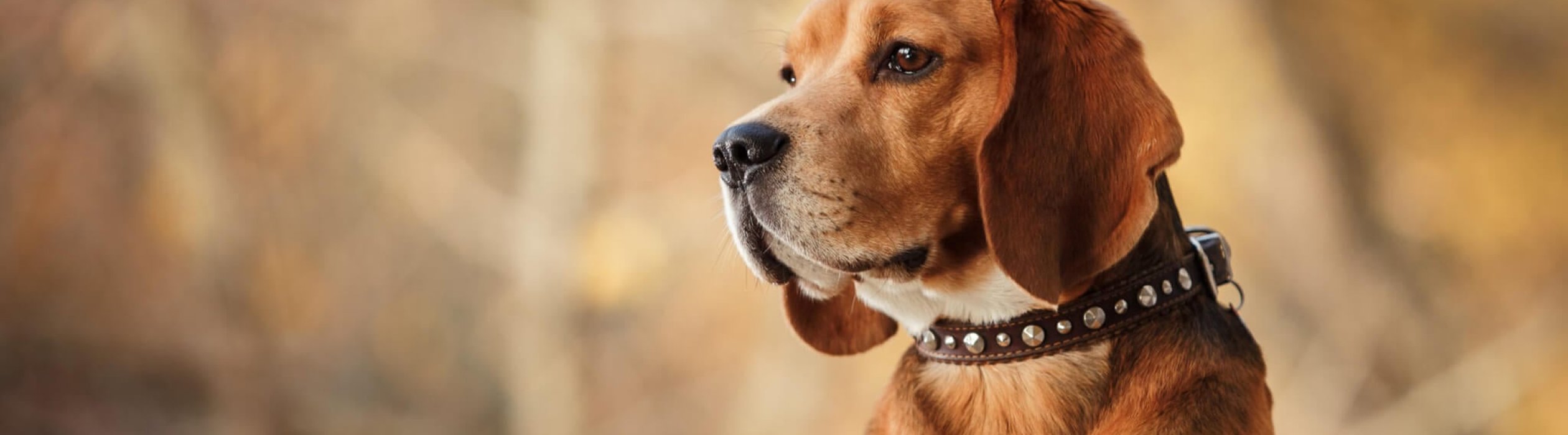 National Beagle Day | Days Of The Year