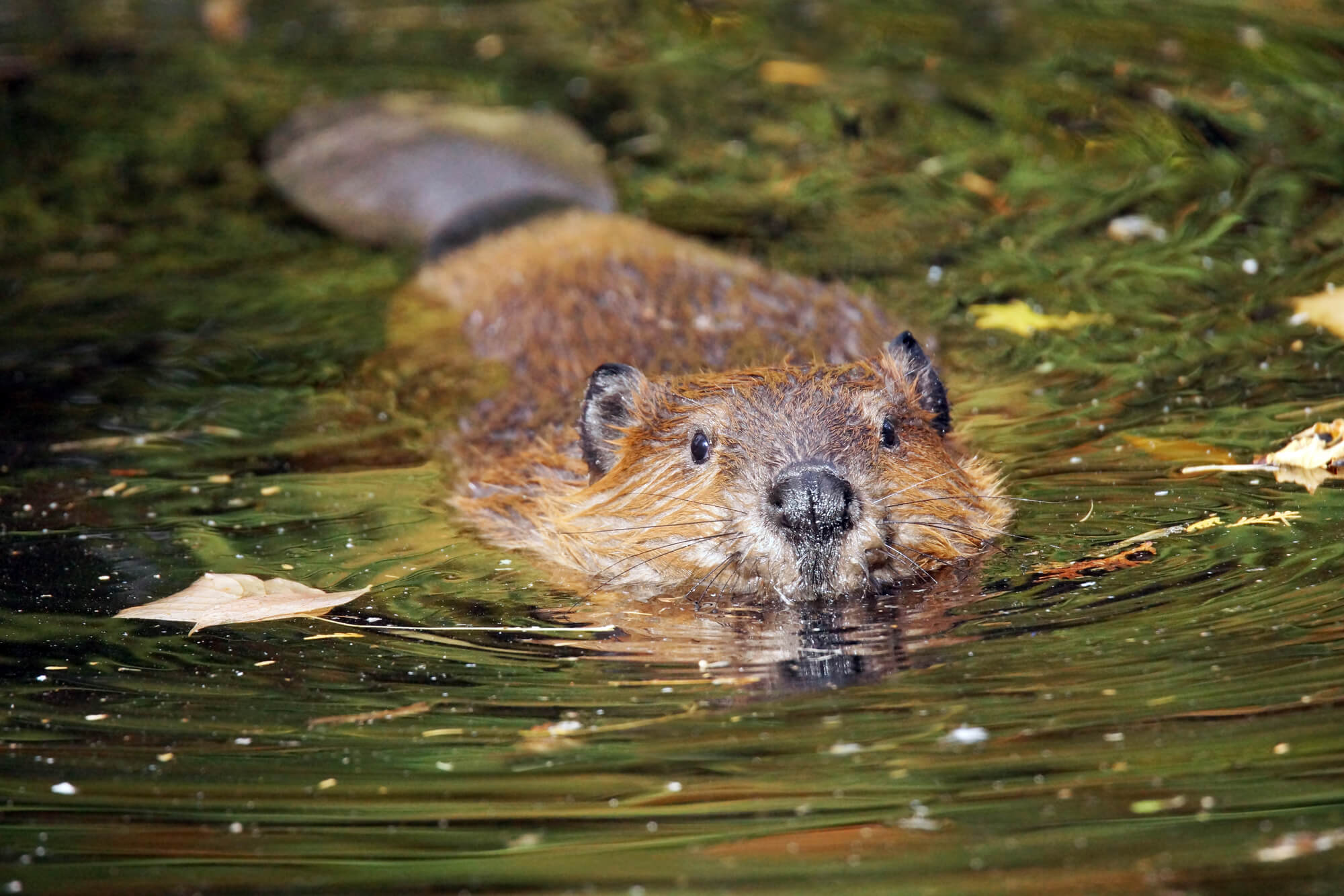 International Beaver Day | Days Of The Year