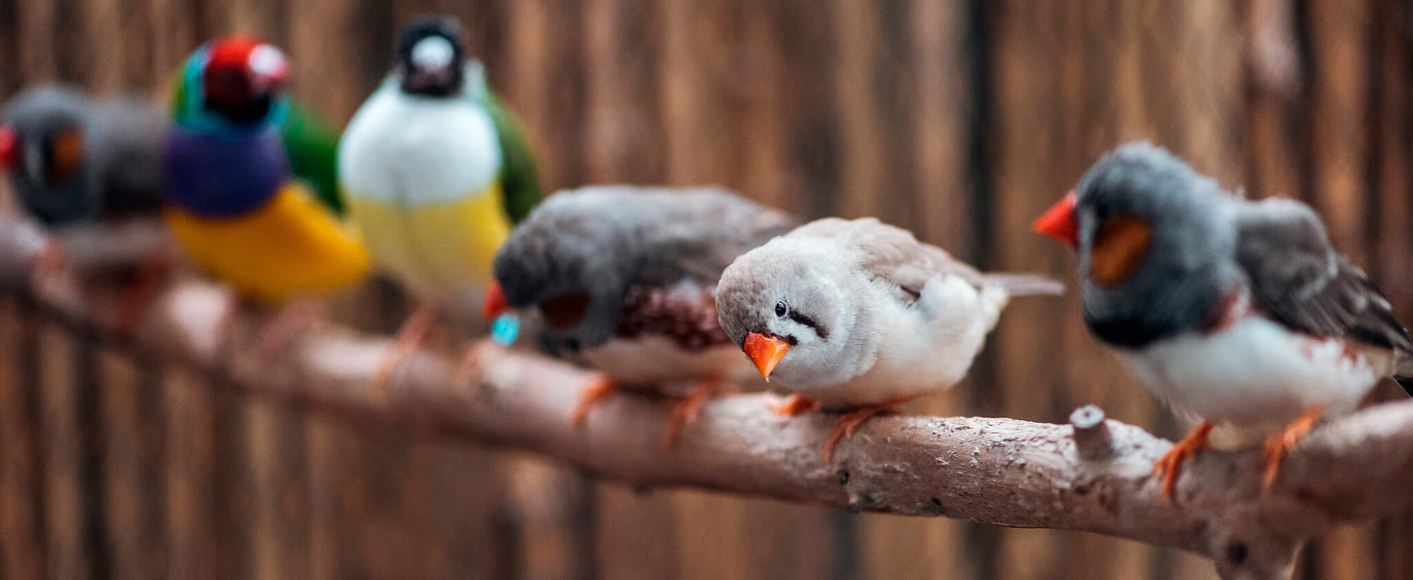 Bird Health Awareness Week | Days Of The Year