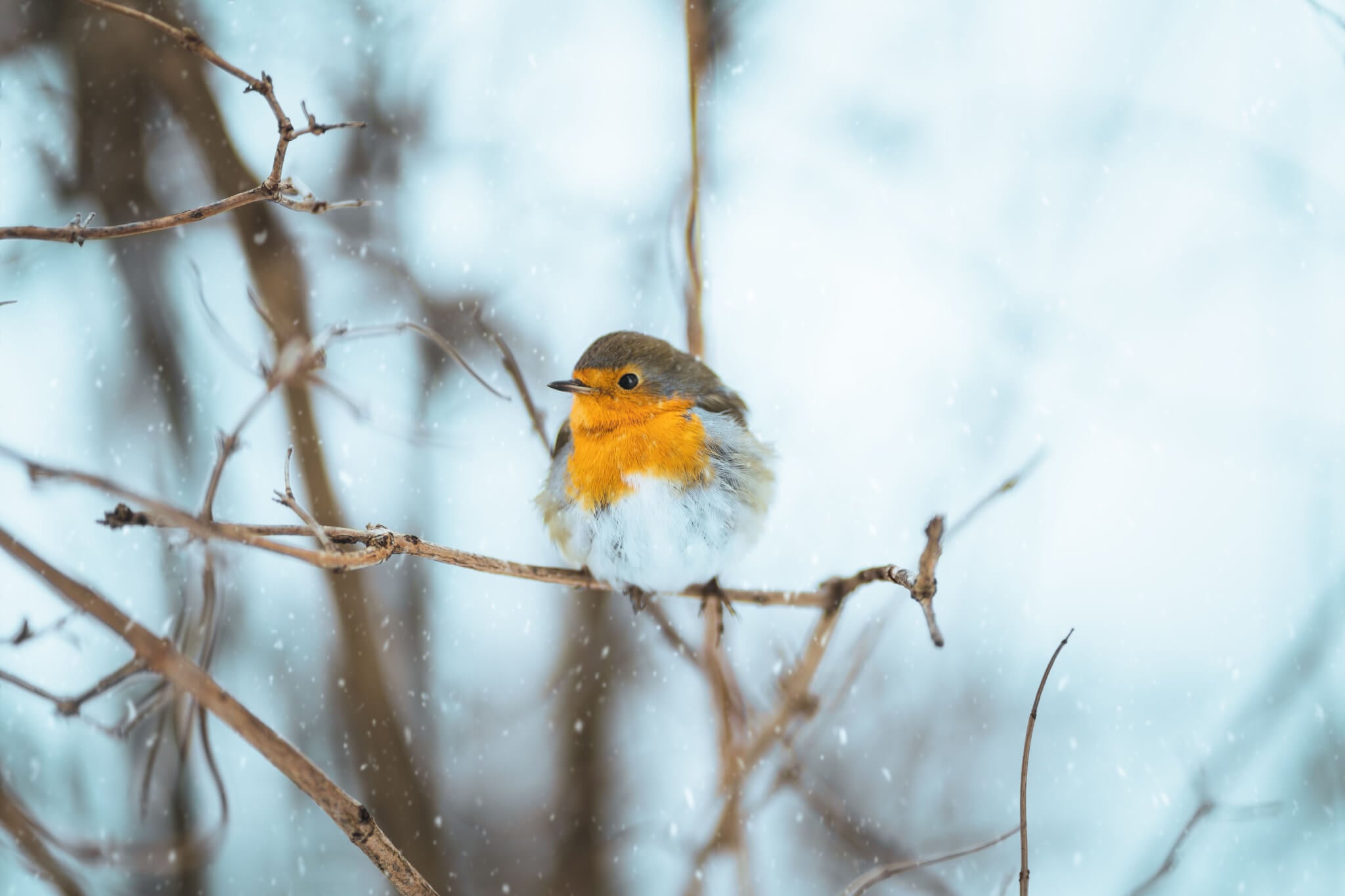 Christmas Bird Count Week (Dec 14th to Jan 5th) | Days Of The Year