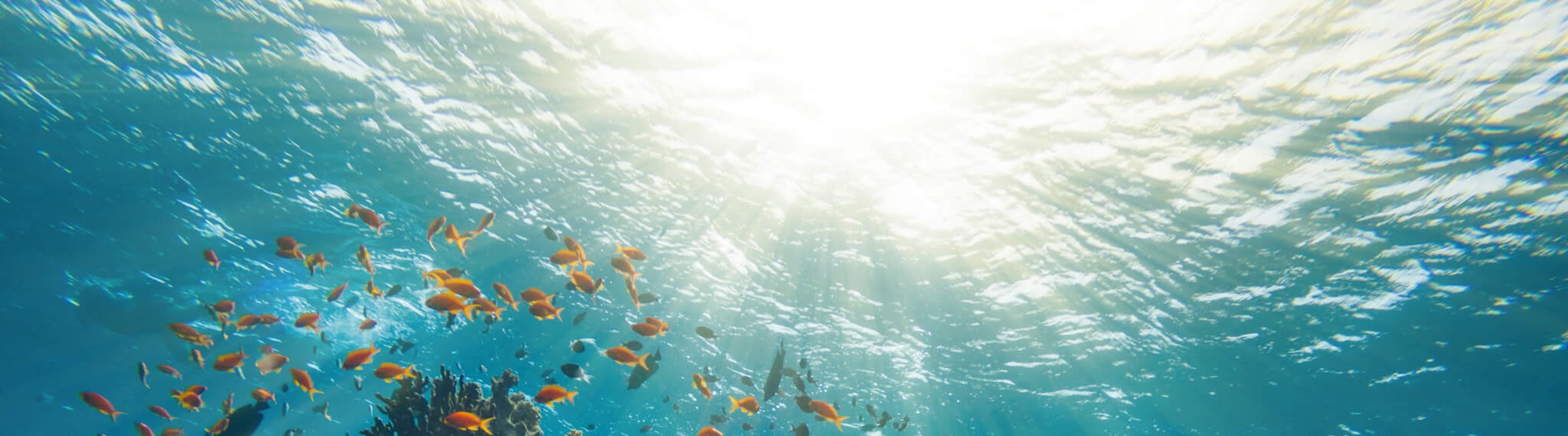 World Reef Awareness Day | Days Of The Year