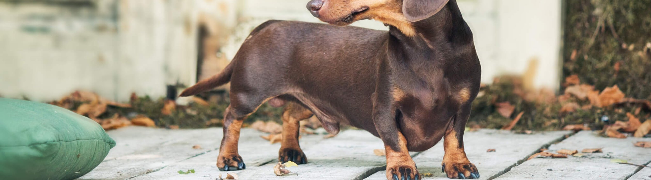 National Dachshund Day | Days Of The Year