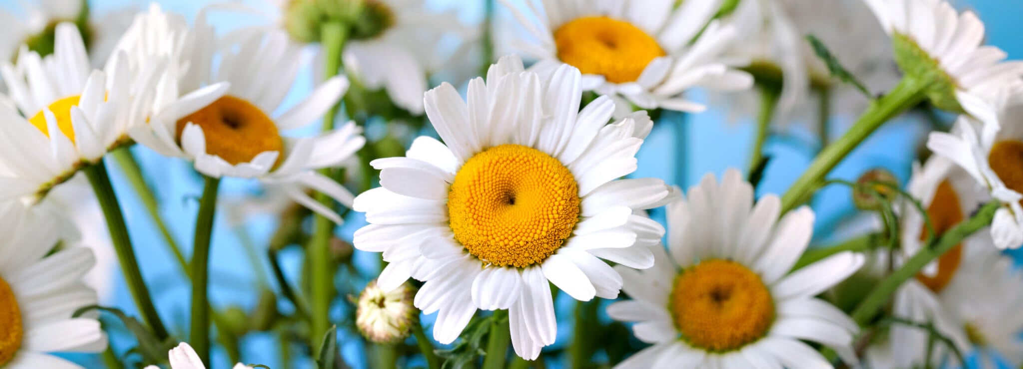 National Daisy Day (January 28th) | Days Of The Year