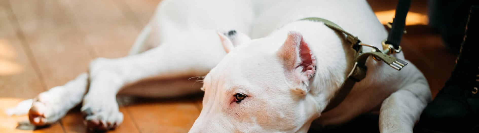 Deaf Dog Awareness Week | Days Of The Year