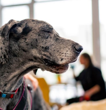 National Dog Month | Days Of The Year