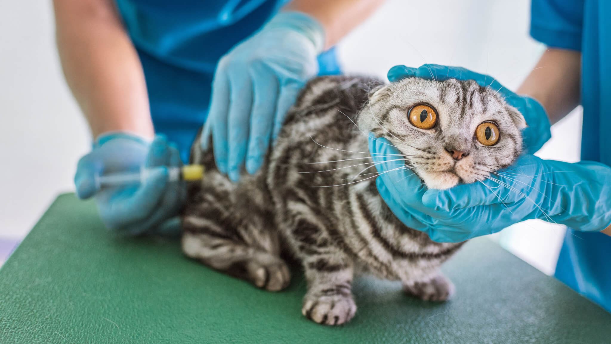 Feline Fix by Five Month (February 2025) | Days Of The Year