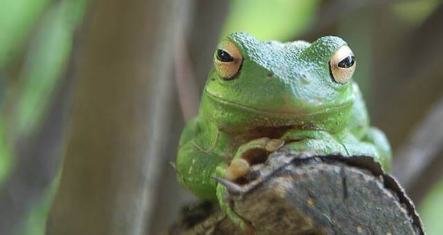 National Frog Jumping Day (May 13th) | Days Of The Year