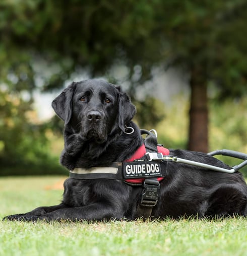 International Guide Dog Day | Days Of The Year