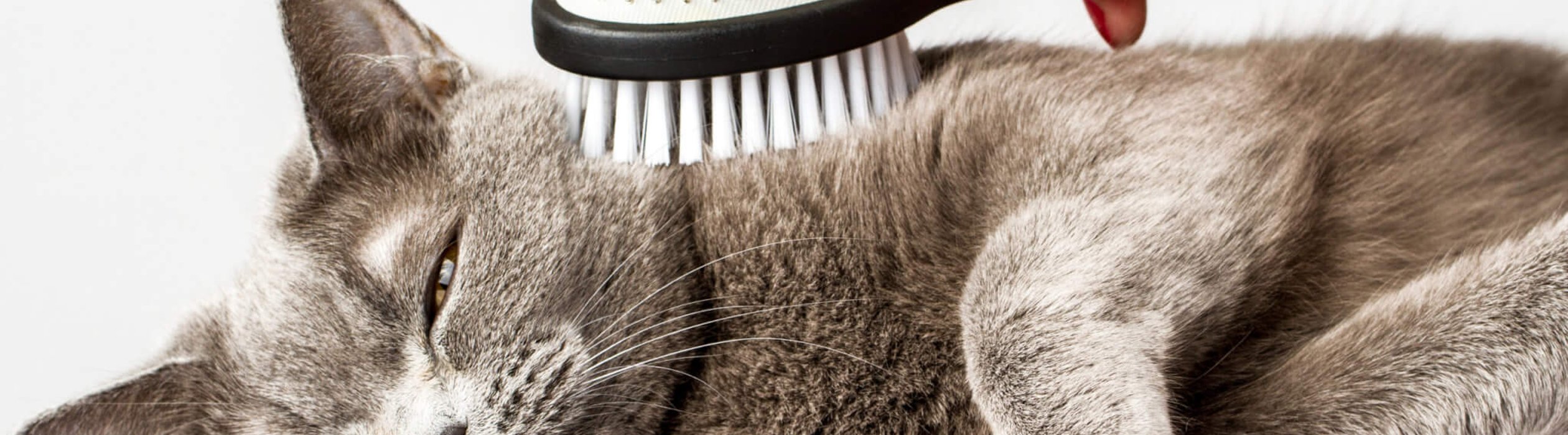 National Hairball Awareness Day | Days Of The Year