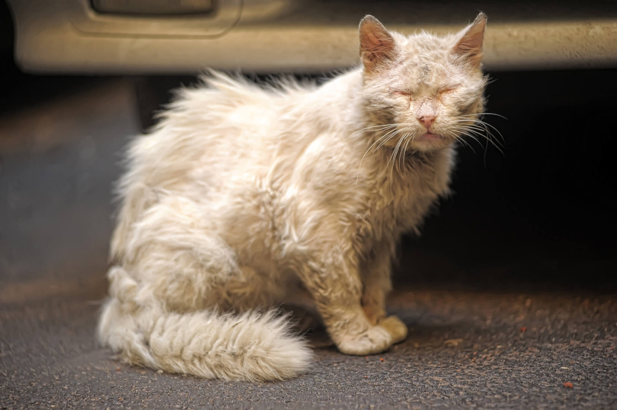 International Homeless Animals Day (August 16th, 2025) | Days Of The Year