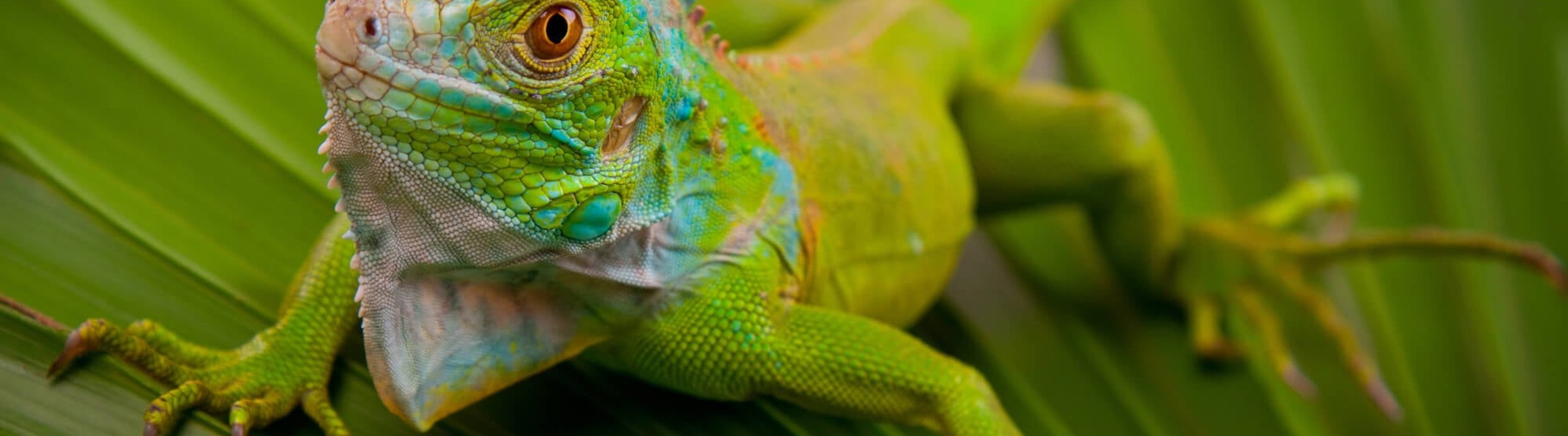 National Iguana Awareness Day | Days Of The Year