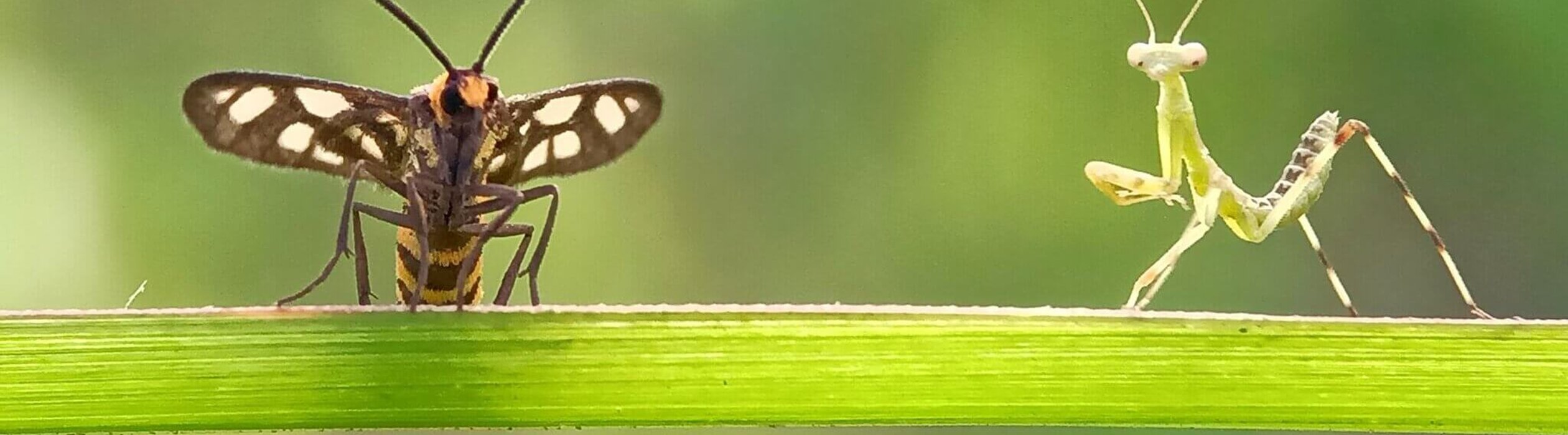 Insect Week | Days Of The Year