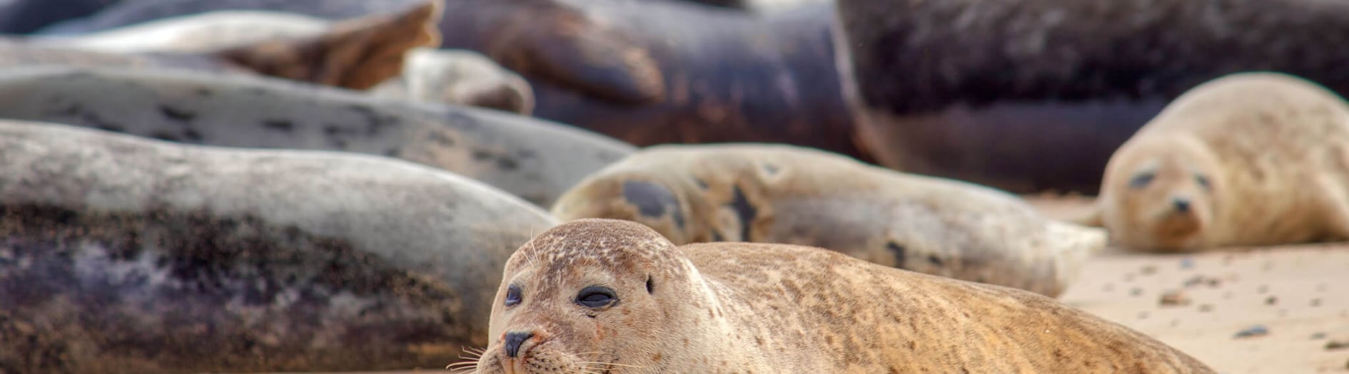 International Day of the Seal | Days Of The Year