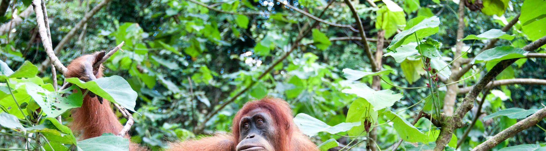 International Orangutan Day | Days Of The Year