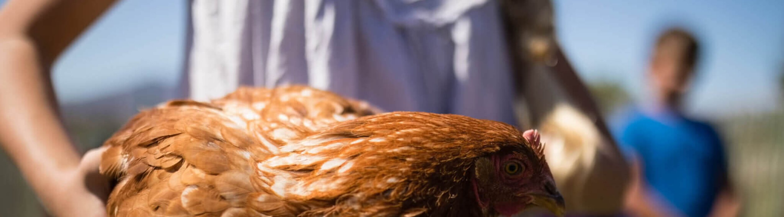 International Respect for Chickens Day | Days Of The Year