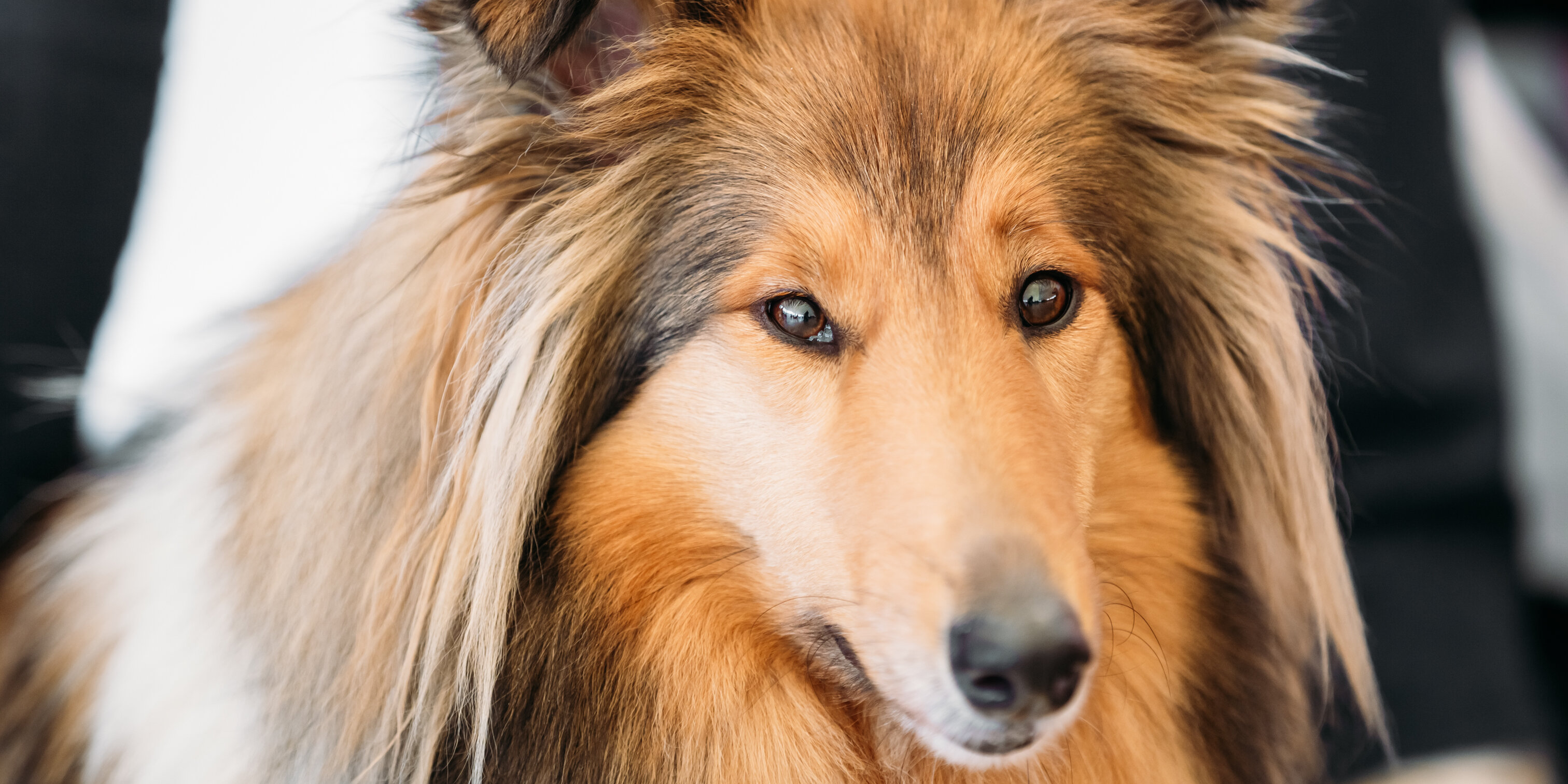 International Sheltie Day | Days Of The Year