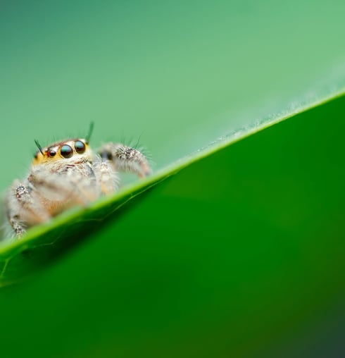 Save a Spider Day | Days Of The Year
