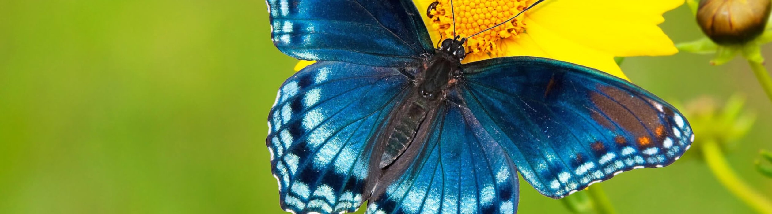 National Learn About Butterflies Day | Days Of The Year