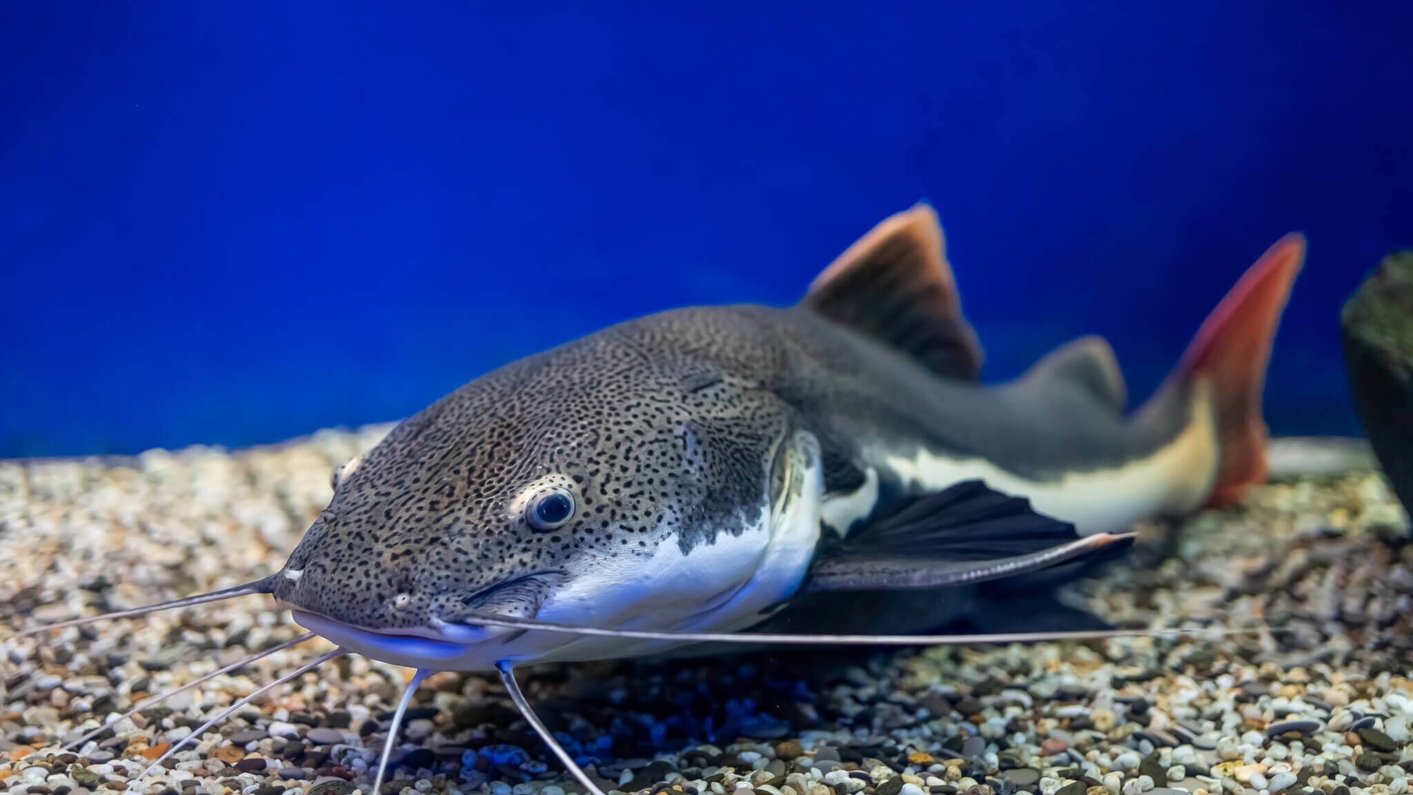 National Catfish Month (August 2025) | Days Of The Year