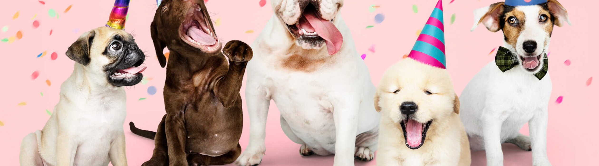 National Dog Party Day | Days Of The Year