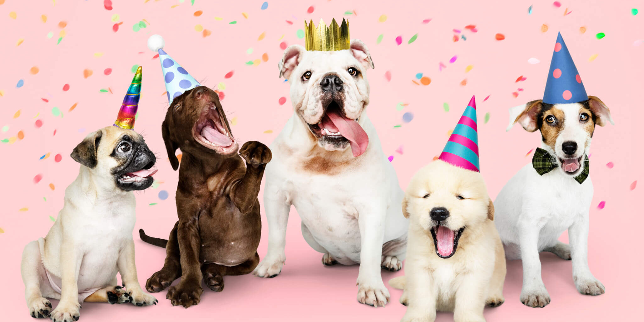 National Dog Party Day | Days Of The Year