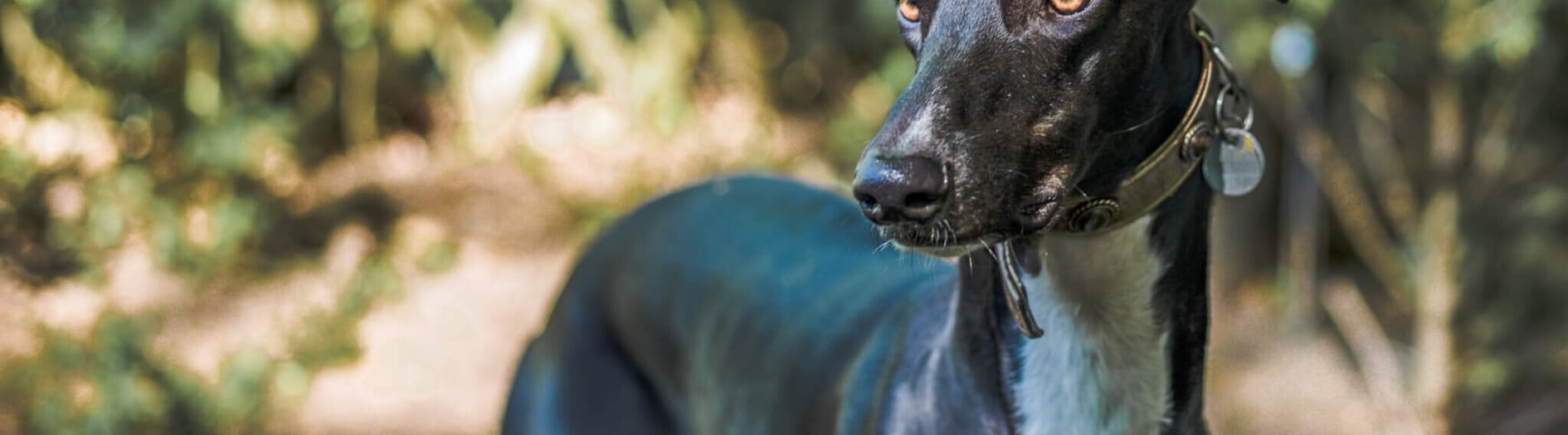 National Greyhound Day | Days Of The Year