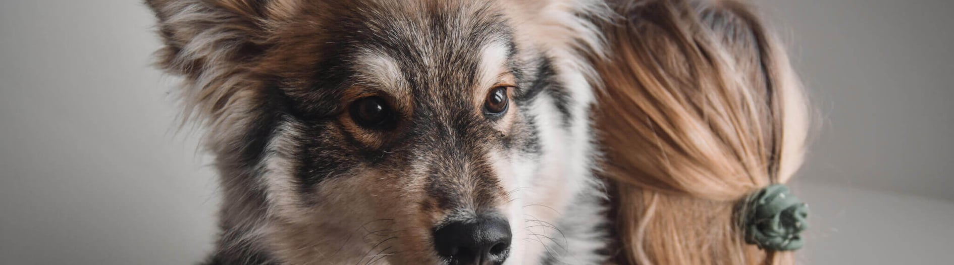 National Pet Month | Days Of The Year