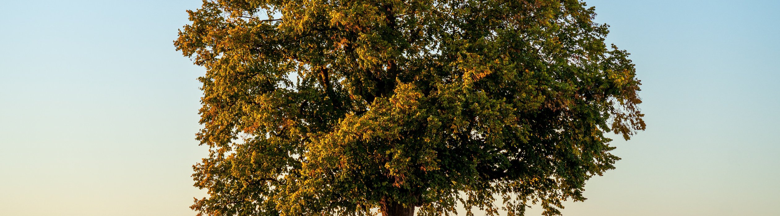 National Tree Day | Days Of The Year