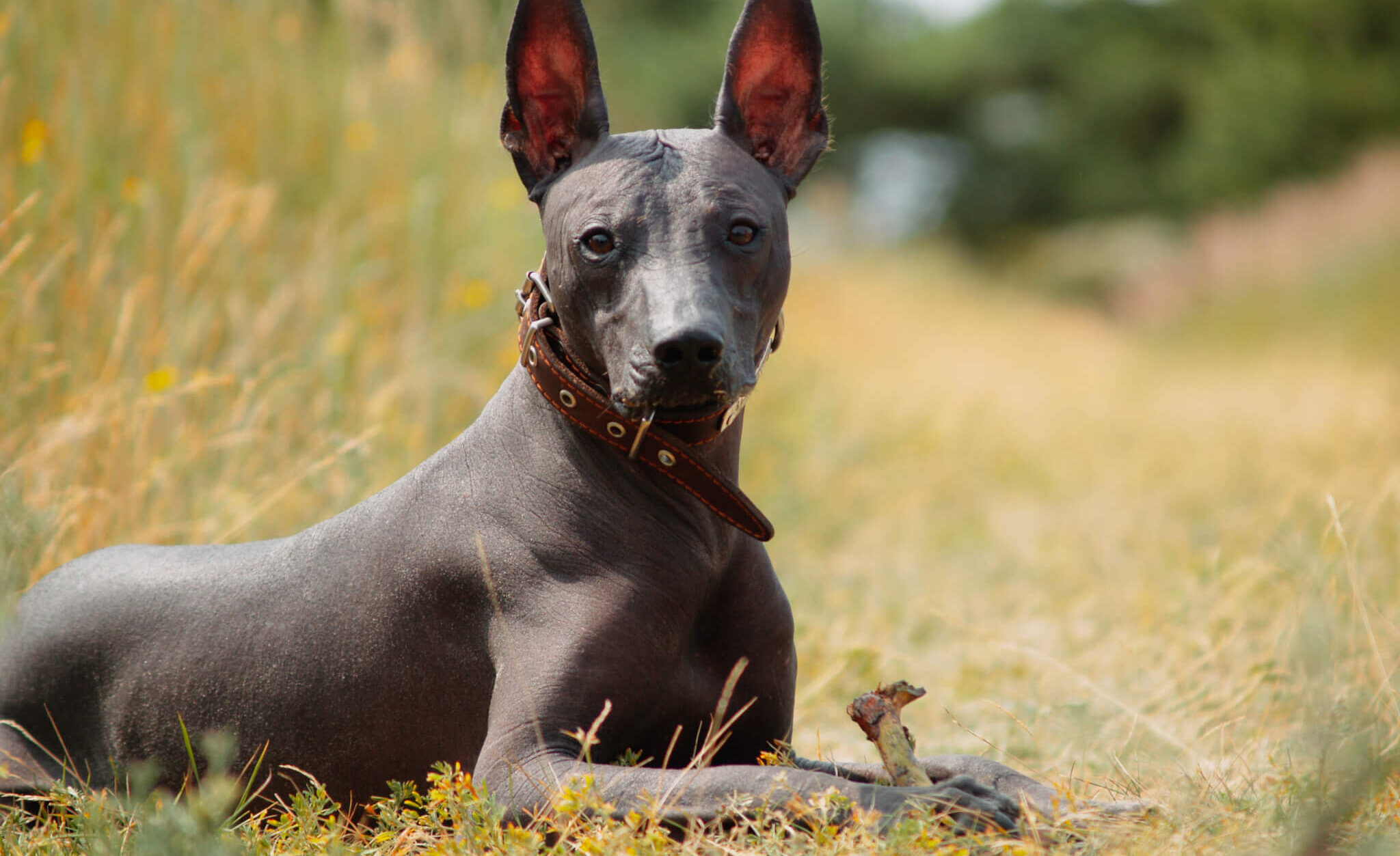 Peruvian Hairless Dog Day | Days Of The Year