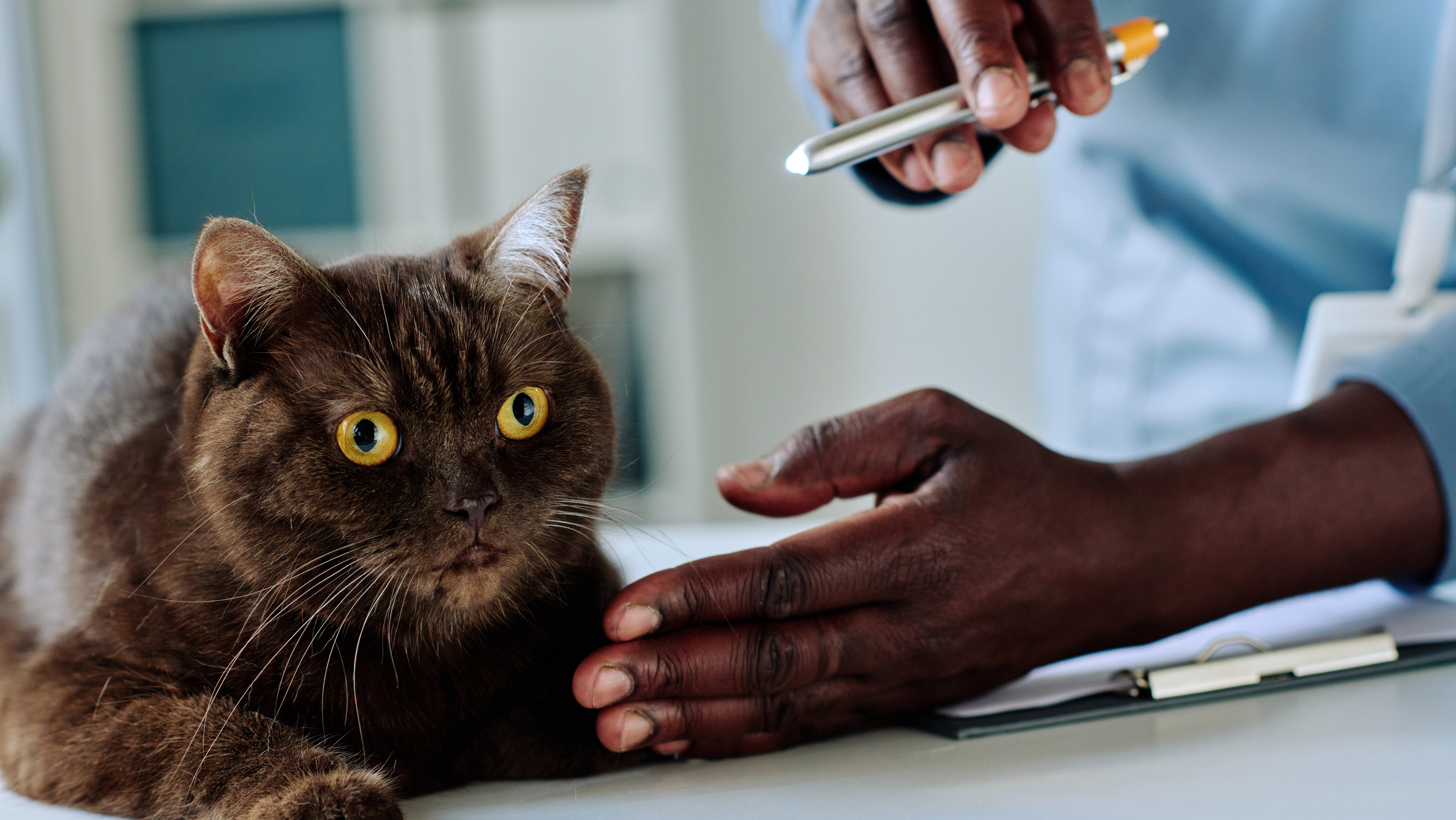 Pet Diabetes Month | Days Of The Year