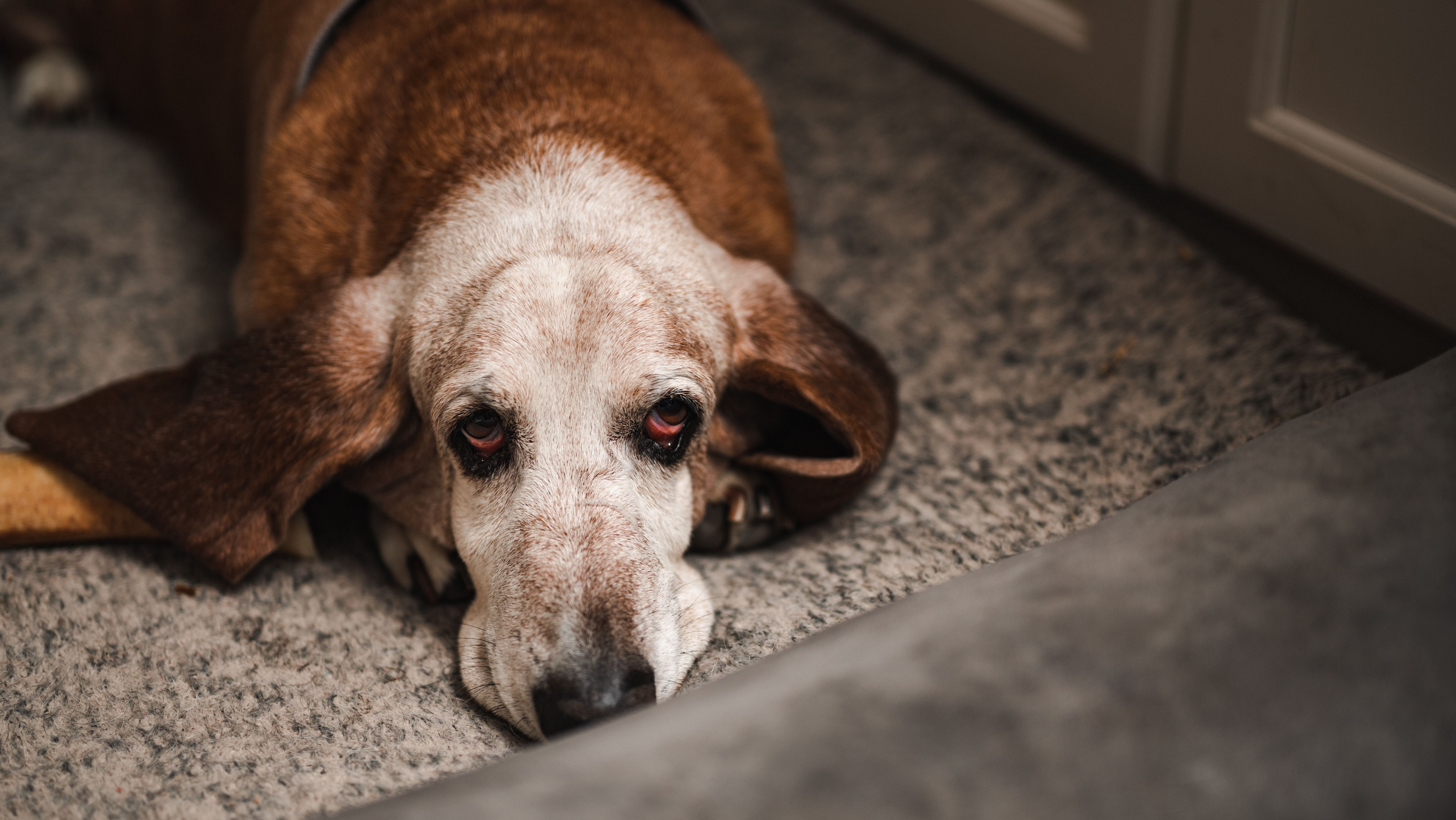 Pet Remembrance Day (July 5th) | Days Of The Year