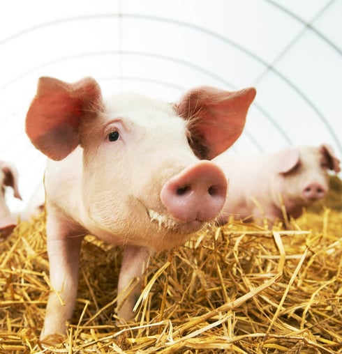 National Yellow Pig Day | Days Of The Year