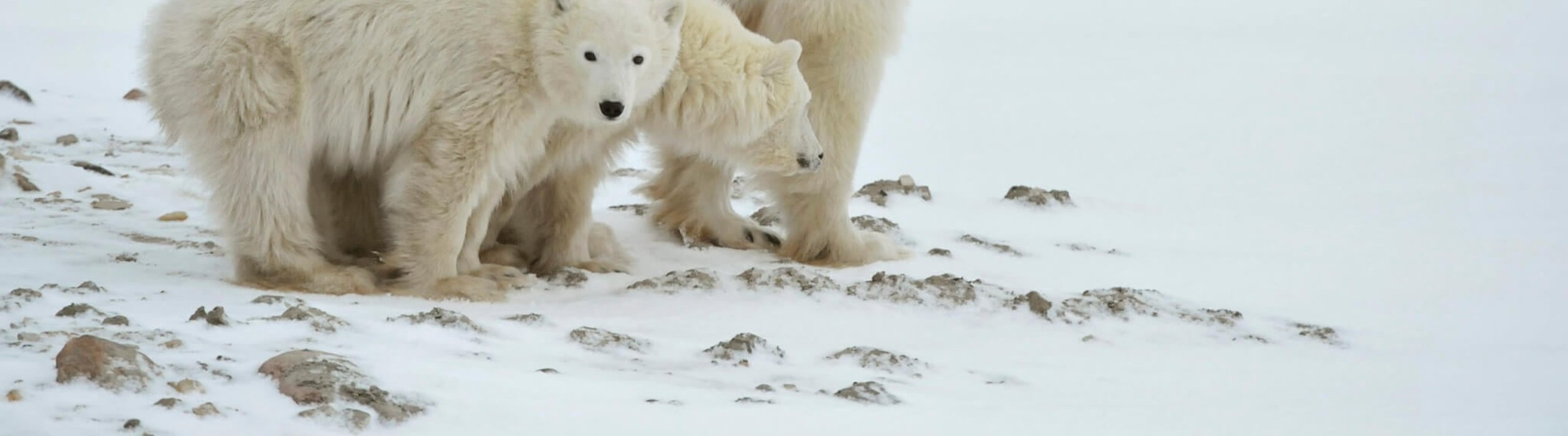International Polar Bear Day | Days Of The Year